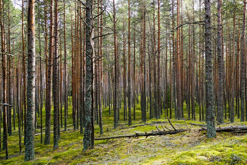 Beautiful Young Forest with Thin, Long Pine Trunks in Sunlight Stock ...