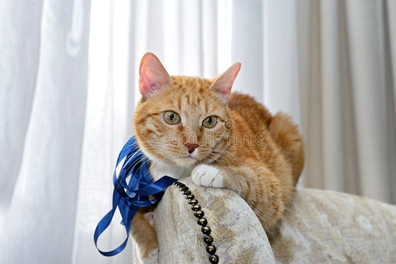 Beautiful Young Red Cat. Ginger Cat Portrait Stock Image - Image of ...