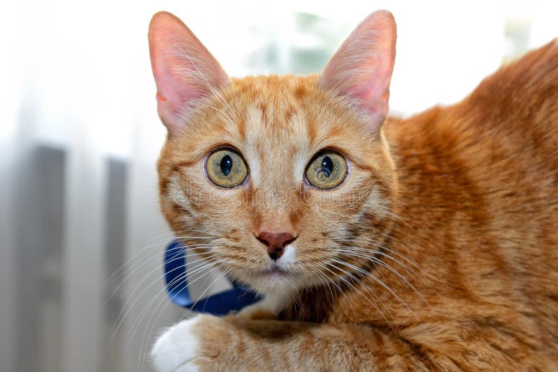 Beautiful Young Red Cat. Ginger Cat Portrait Stock Image - Image of ...