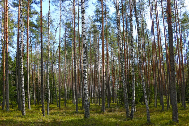 Beautiful Young Green Forest. Fresh Air Stock Image - Image of path ...