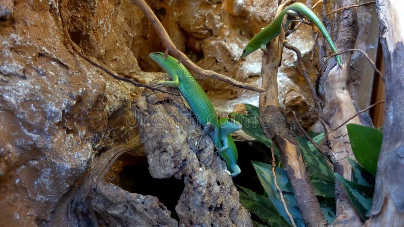 Beautiful Young Green Lizards Sit on a Tree. Lizard - Reptiles of the ...