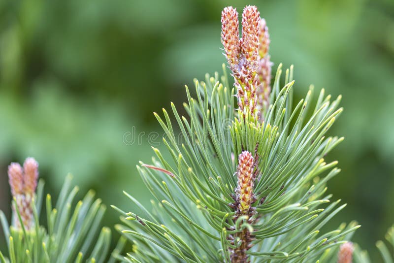 Beautiful Young Green of a Small Pine Tree Stock Photo - Image of ...