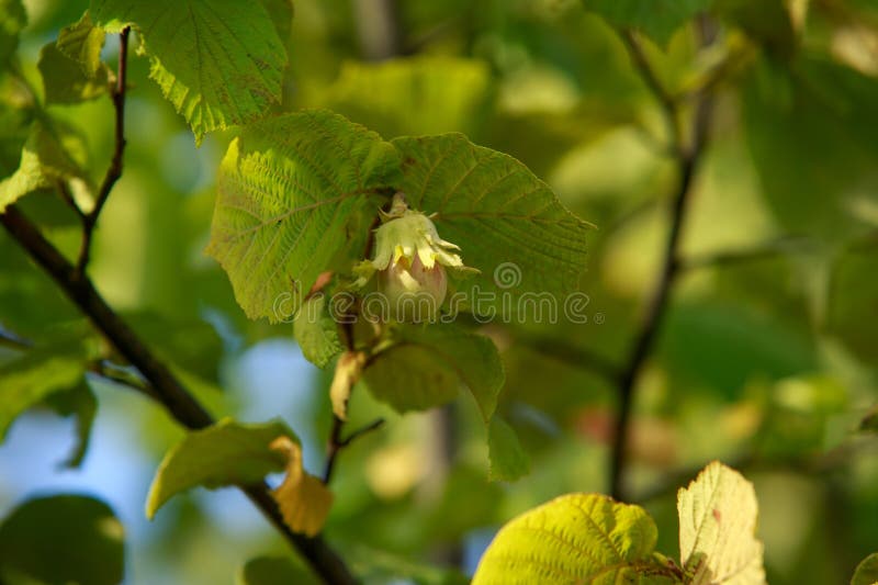Hazelnut on a branch stock image. Image of large, bunch - 272544567