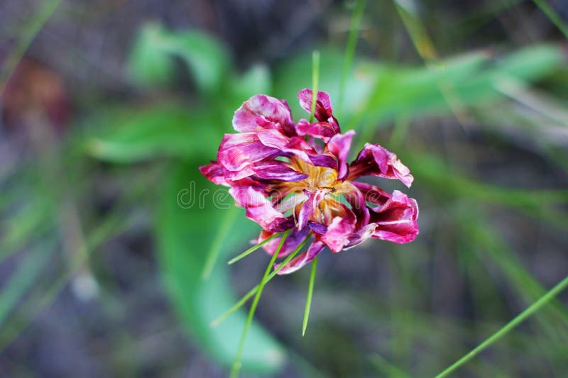 A Beautiful Young Iris Growing Outside during Spring Using Stock Image ...