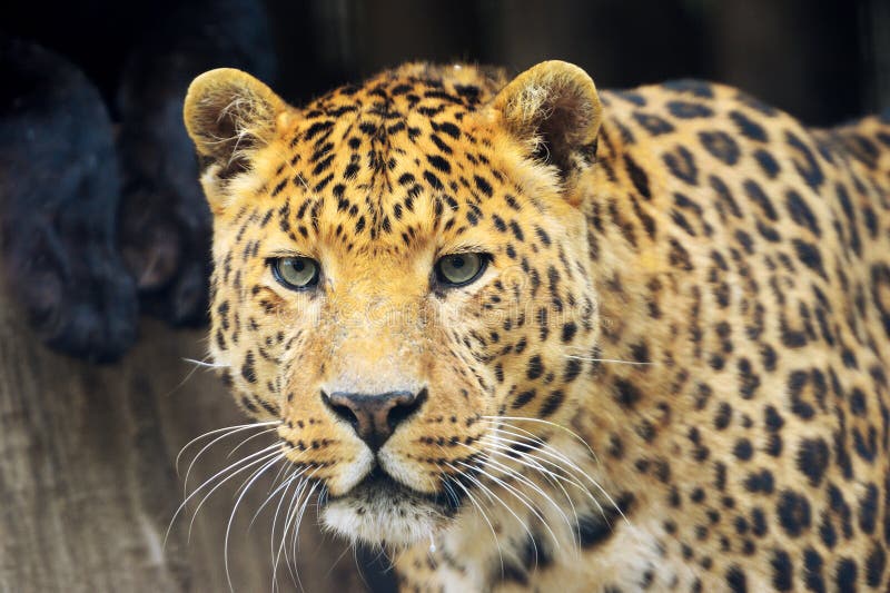 Beautiful young leopard stock image. Image of dangerous - 163289763