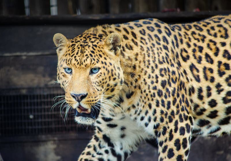 Beautiful young leopard stock image. Image of jungle - 163410855