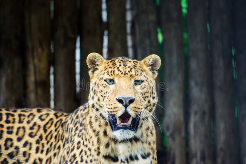 Beautiful young leopard stock image. Image of furry - 163410857