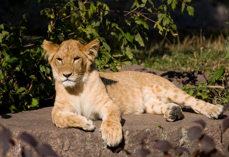 Beautiful young lion stock image. Image of wild, savanna - 11314939