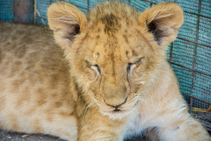 Beautiful young lion stock image. Image of safari, alertness - 156483061