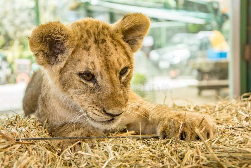 Beautiful young lion stock photo. Image of watching - 107014556