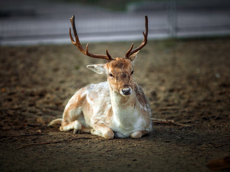 Beautiful Young Male Deer Resting on the Ground Stock Photo - Image of ...