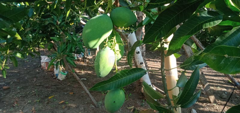 Beautiful Young Mango Fruit from Indonesia Stock Photo - Image of fruit ...