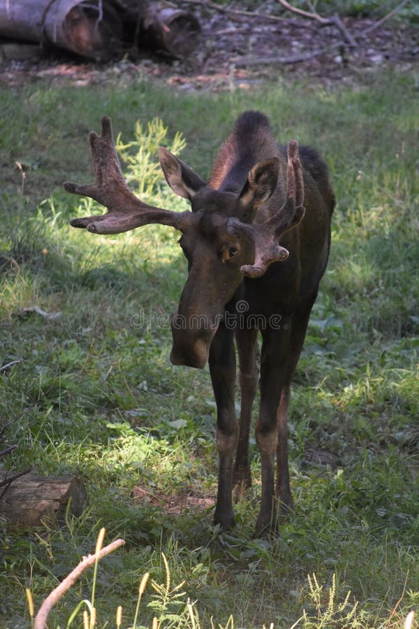 Beautiful Young Moose with His Head Lowered Slightly Stock Image ...