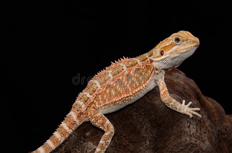 Bearded Dragon (Pogona Vitticeps) Stock Photo - Image of scale, natural ...