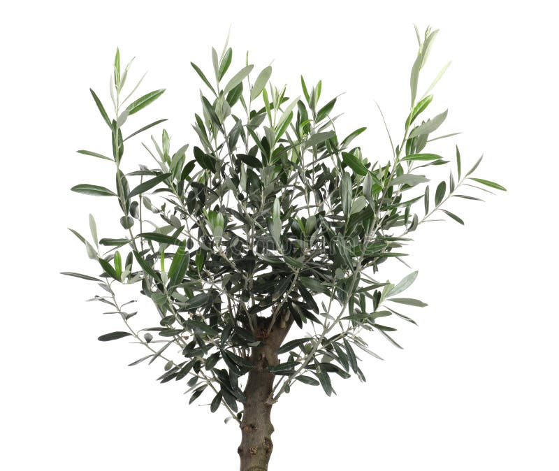 Beautiful Young Olive Tree Isolated on White Stock Image - Image of ...