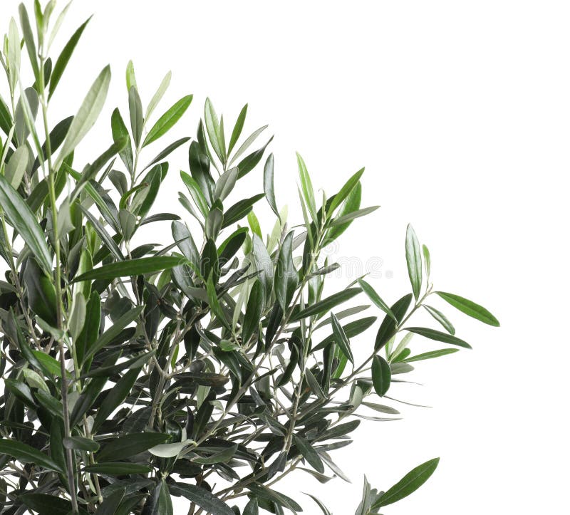 Beautiful Young Olive Tree Isolated on White, Closeup Stock Image ...