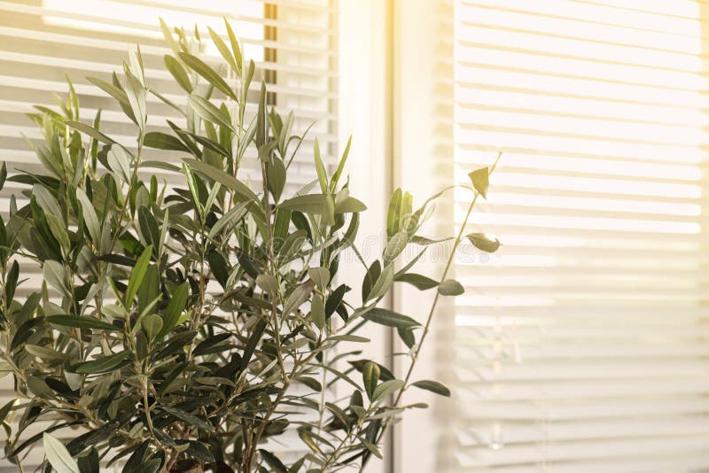 Beautiful Young Olive Tree Near Window Indoors, Closeup. Interior ...