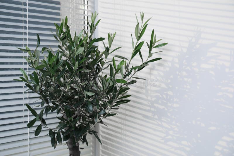 Beautiful Young Olive Tree Near Window Indoors. Interior Element Stock ...