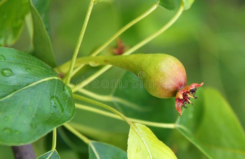 Pear Tree Trunk Cross Section Stock Image - Image of closeup, textured ...