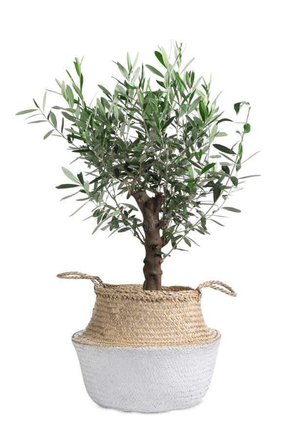 Beautiful Young Potted Olive Tree Isolated on White Stock Photo - Image ...