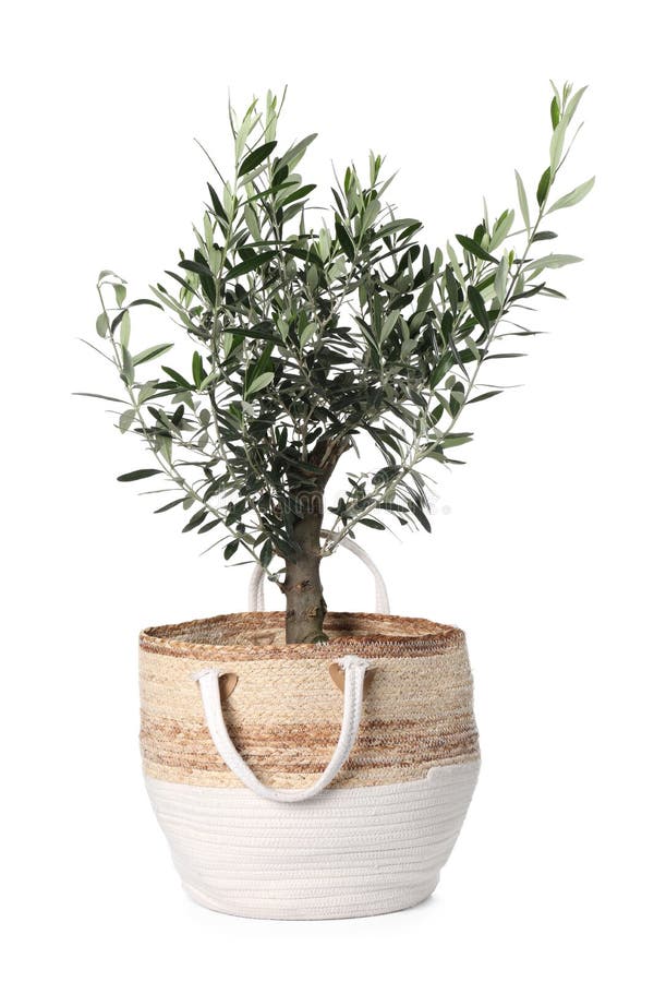 Beautiful Young Potted Olive Tree Isolated on White Stock Image - Image ...