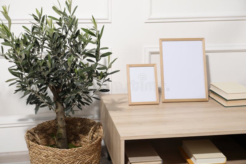 Beautiful Young Potted Olive Tree Near Table in Living Room. Interior ...