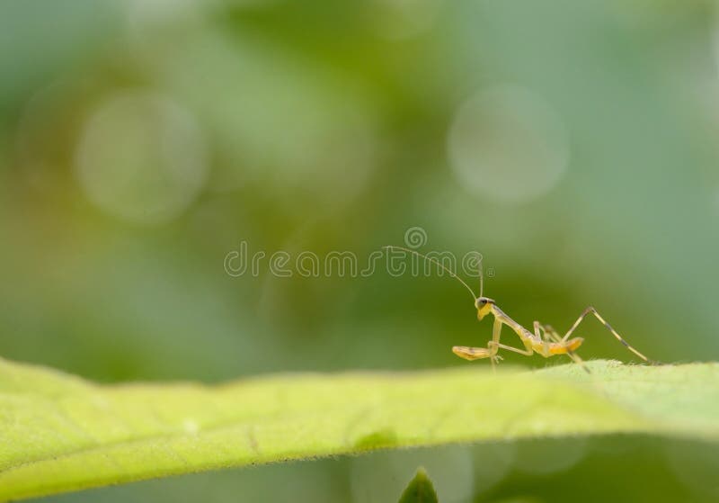 Young Praying Mantis on Corn Stock Image - Image of sitting, mantis ...