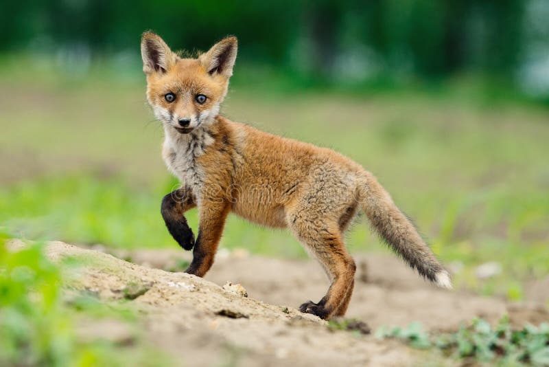 Young Red Fox, Vulpes Vulpes Stock Photo - Image of tree, hunter: 184643446