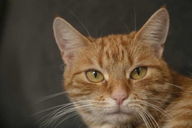 Beautiful Young Red-haired Cat Poses for a Photo Stock Photo - Image of ...