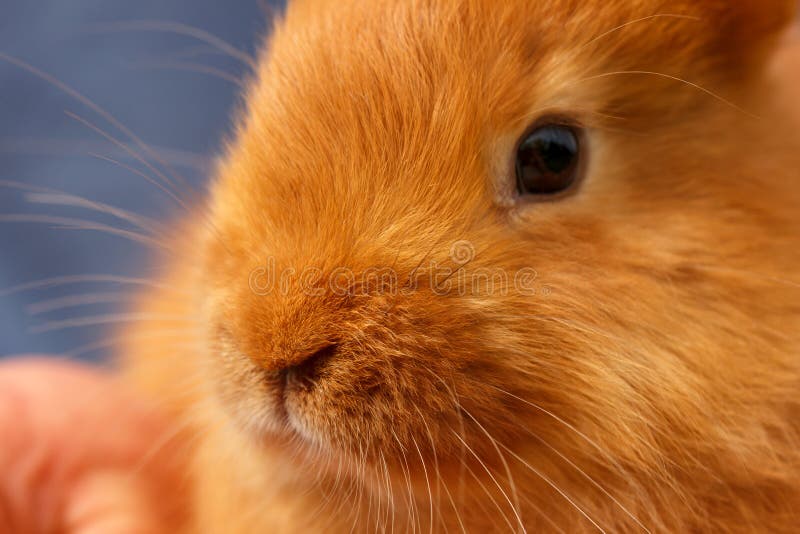 Beautiful Young Redhead Rabbit Closeup on Hands Stock Image - Image of ...