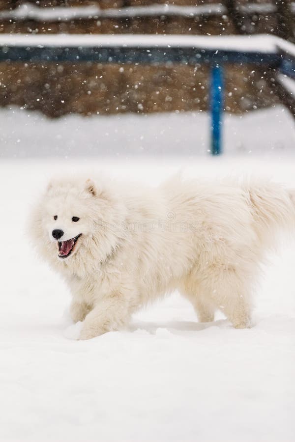 Young Samoyed Playing in the Yard in Winter Stock Photo - Image of ...