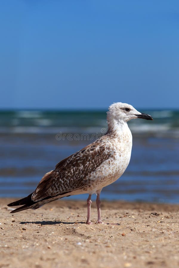 Beautiful young seagull stock image. Image of birds - 169155091