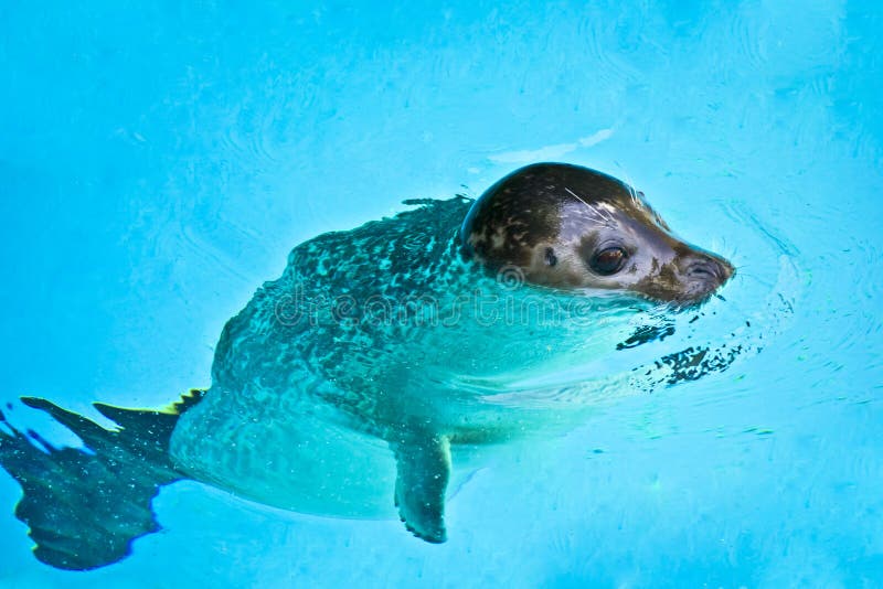Beautiful Young Seal Swimming Stock Photo - Image of blue, marine: 24542700