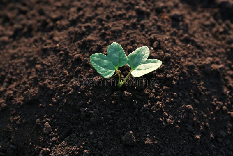 Beautiful Young Seedling in Ground Outdoors, Top View Stock Image ... Beautiful Young Seedling in Ground Outdoors, Top View Stock Image ...