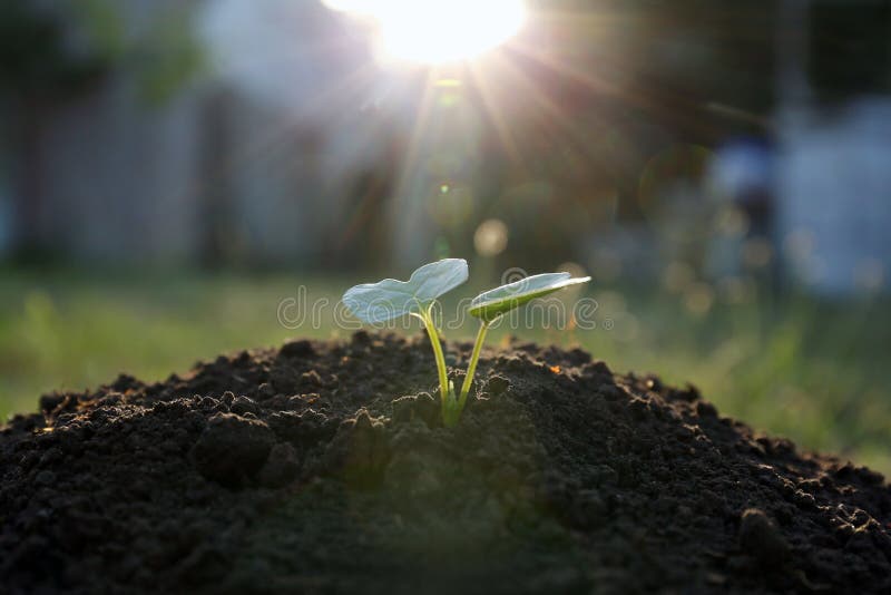 Beautiful Young Seedling Growing in Ground Outdoors Stock Image - Image ...