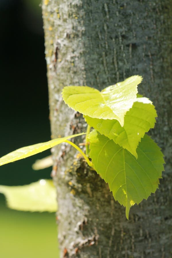 Beautiful young tree stock image. Image of deciduous - 265000287