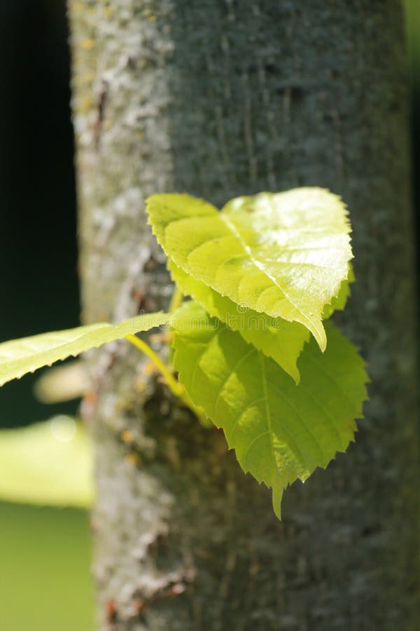 Beautiful young tree stock photo. Image of produce, autumn - 265000290