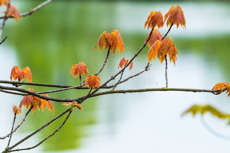 Beautiful Young Tree Leaves in Spring Stock Image - Image of close ...
