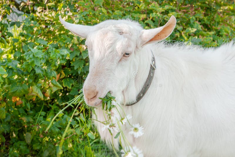 White Goat Chewing on a Daisy Flower on a Beautiful Blurred Green ...