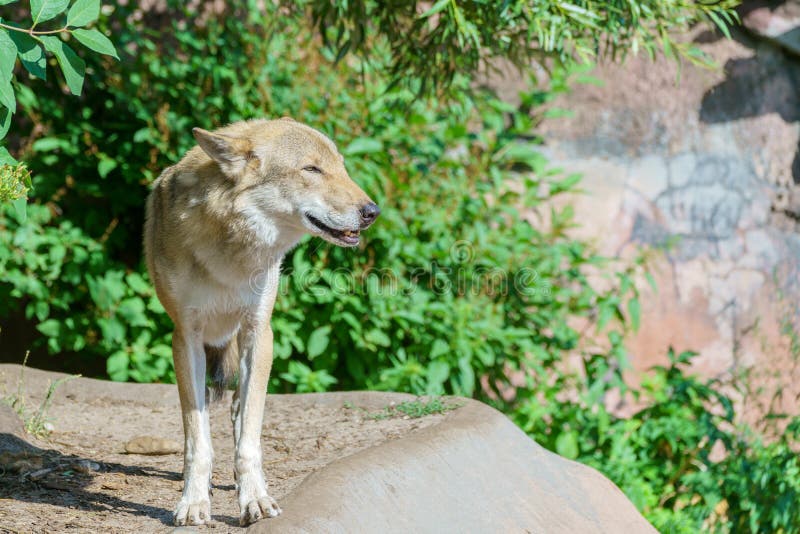 Beautiful Young Wolf. Predatory Animal Stock Photo - Image of cute ...