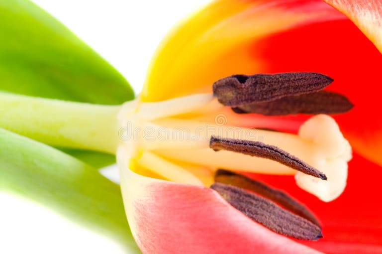 Beautiful young woman stock image. Image of closeup, natural - 4955697