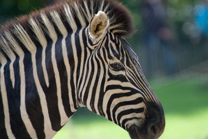 Beautiful zebra stock photo. Image of african, creature - 3191454