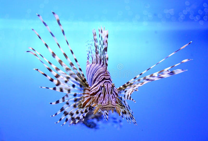 Beautiful Zebra Fish or Striped Lionfish in the Aquarium Stock Photo ...