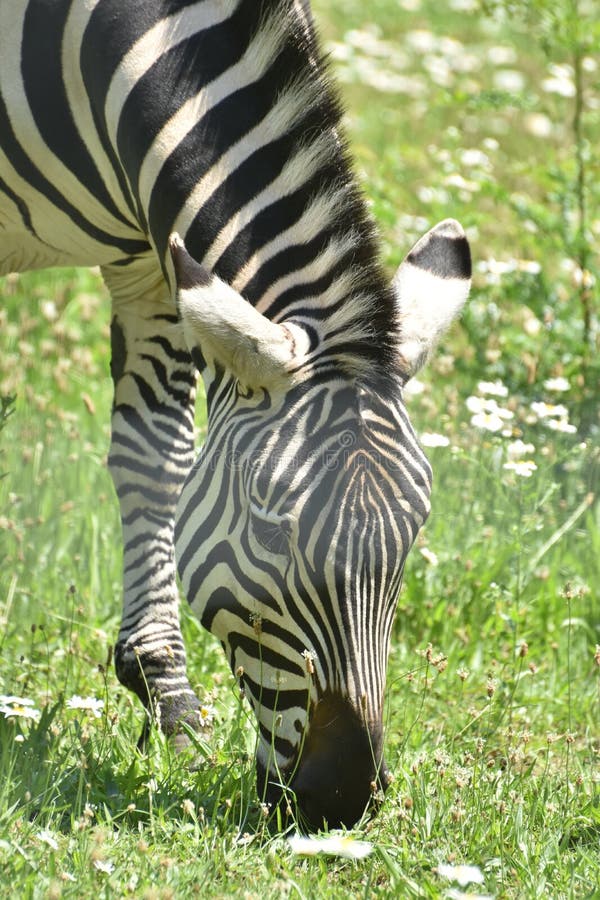Beautiful Zebra with Gorgeous Marks in Nature Stock Image - Image of ...