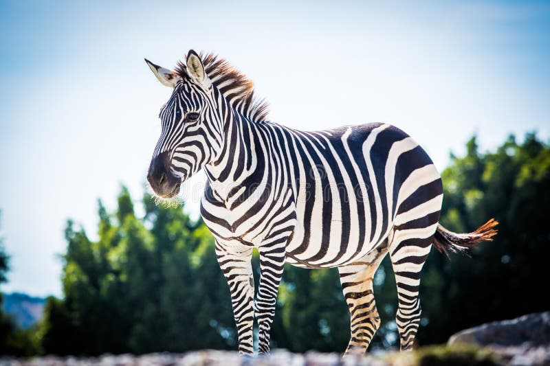 Beautiful Zebra Standing Alone Stock Photo - Image of nature, black ...