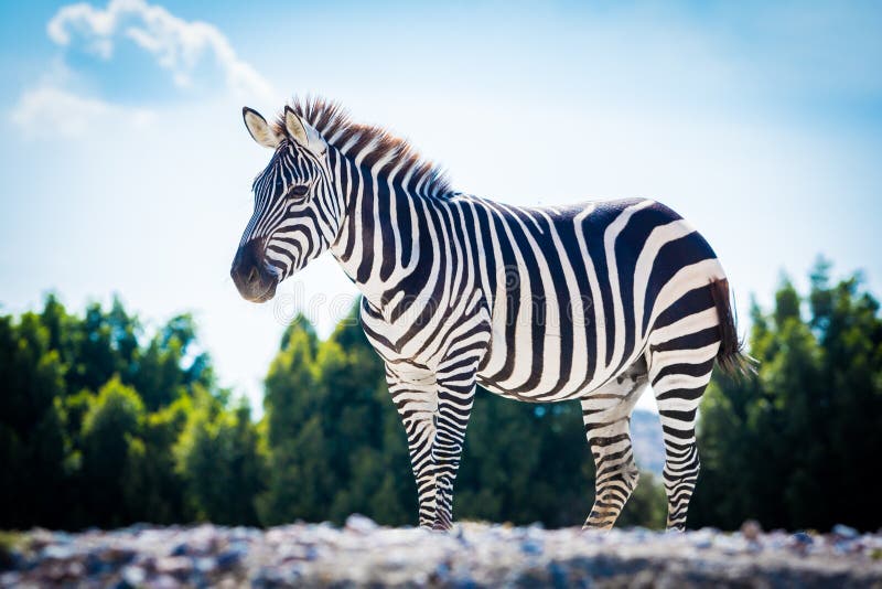 Beautiful Zebra Standing Alone Stock Image - Image of ngorongoro ...