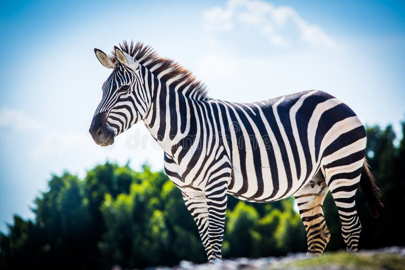 Beautiful Zebra Standing Alone Stock Photo - Image of national, mammal ...