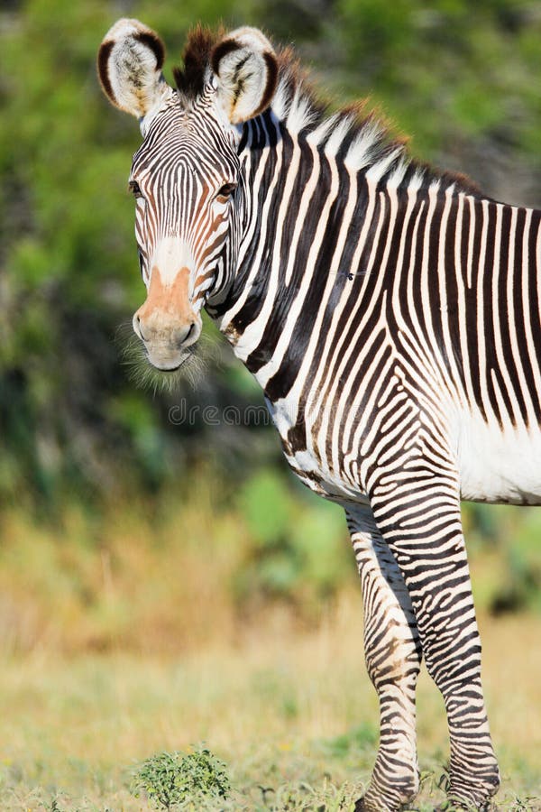 Beautiful Zebra Woman stock image. Image of makeup, quiet - 32921641