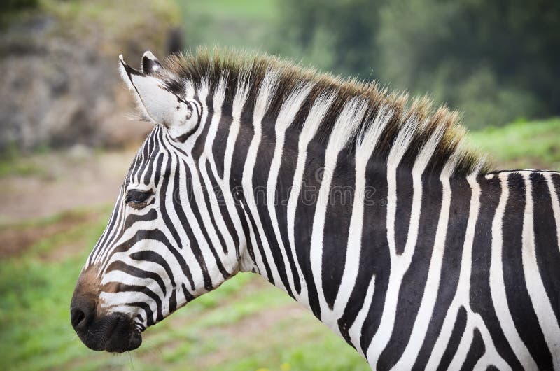 Beautiful zebra stock photo. Image of nature, africa - 44671982