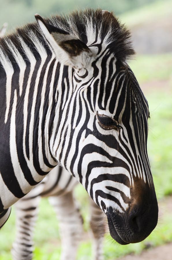 Beautiful zebra stock image. Image of white, wild, national - 44672007